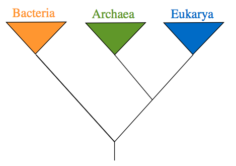 遗传 进化与生态学 4 - Eukarya / Eukaryotic Origins - 哔哩哔哩