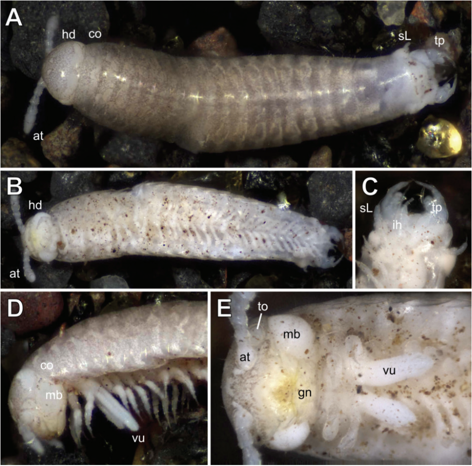 【Diplopoda】 千足百态: 现生马陆大观 译名分类图鉴（一） - 哔哩哔哩