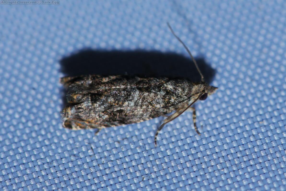 西南虫记·青川·金星沟·20221014 (6) - 哔哩哔哩