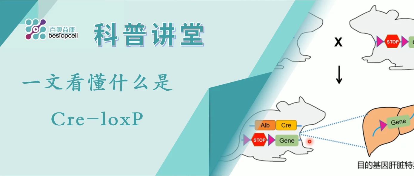 科普讲堂 | 一文看懂什么是 Cre-loxP！ - 哔哩哔哩