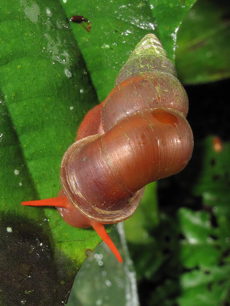 按总科盘点“陆螺”——陆生非柄眼类腹足类（上） - 哔哩哔哩