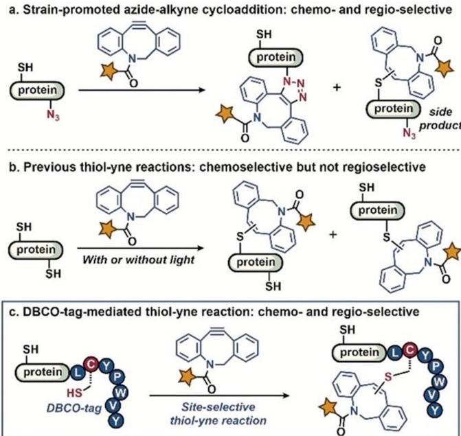 DBCO偶联标记牛血清白蛋白/转铁蛋白/小麦胚凝集素/链霉亲和素BSA/TF/WGA/Streptavidi - 哔哩哔哩