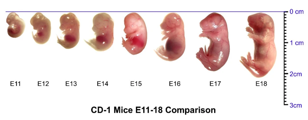 孕鼠、乳鼠日龄判断及订购提示 - 哔哩哔哩