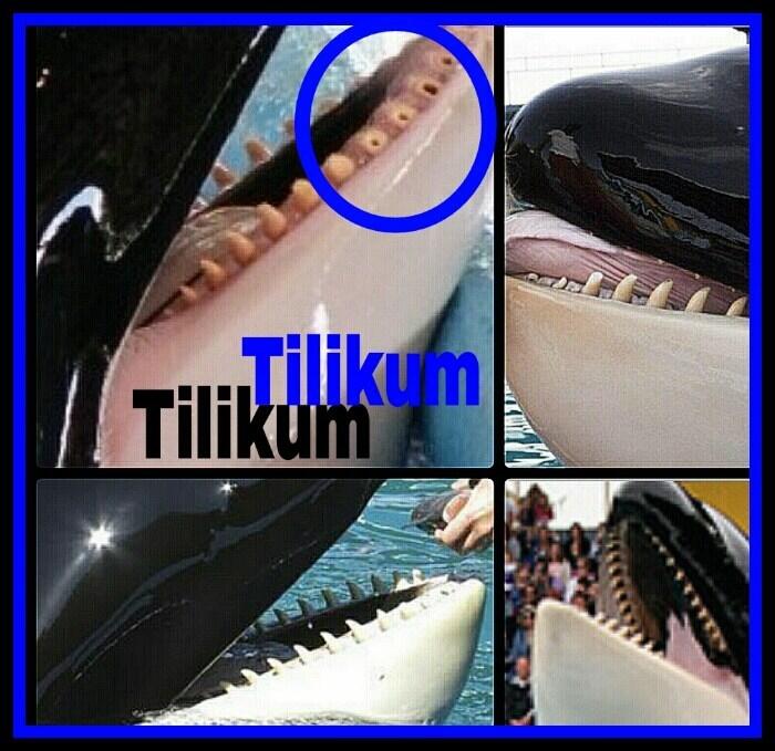 【名鲸故事】"黑鲸"Tilikum(提里库姆) - 哔哩哔哩