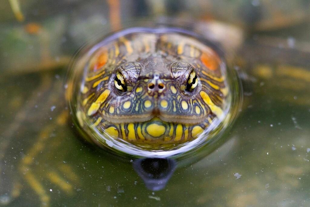 【微图鉴】鸡龟亚科(巴西脸)简述以及全种类一览 - 哔哩哔哩