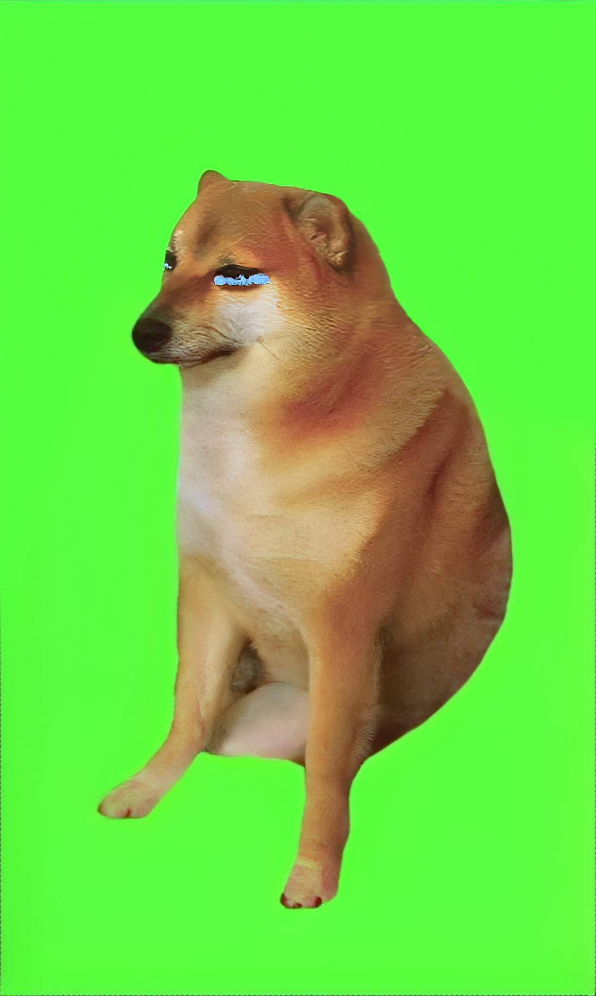 自己二次加工的一些cheems素材 - 哔哩哔哩