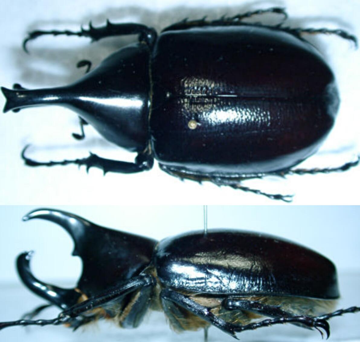 犀金龟族(Dynastini)-亚族及属种整合 - 哔哩哔哩