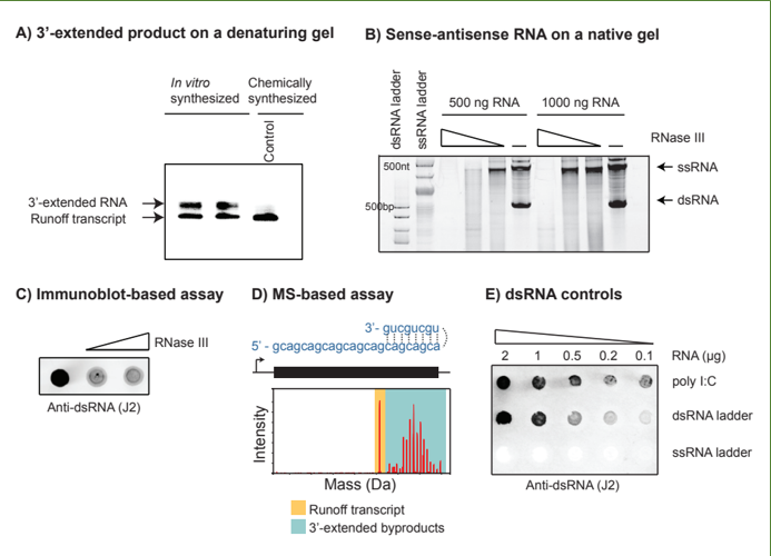【耀文解读】mRNA质量分析系列Part 3：dsRNA检测方法 - 哔哩哔哩