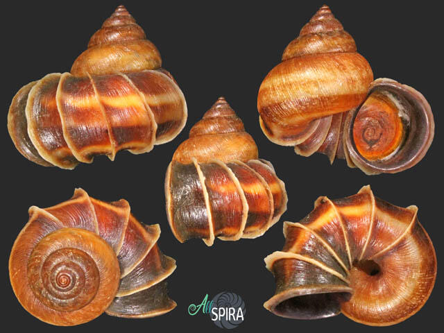 按总科盘点“陆螺”——陆生非柄眼类腹足类（上） - 哔哩哔哩