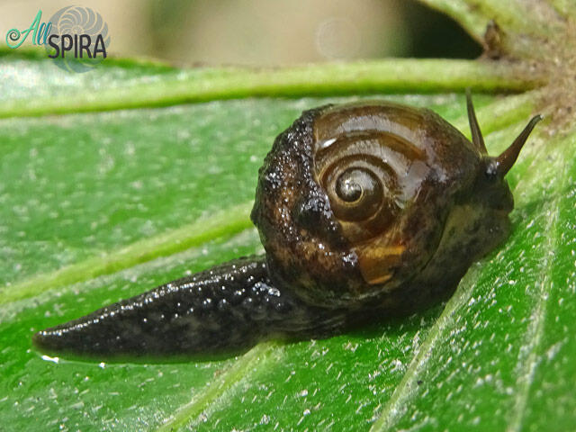 按总科盘点“陆螺”——陆生非柄眼类腹足类（上） - 哔哩哔哩