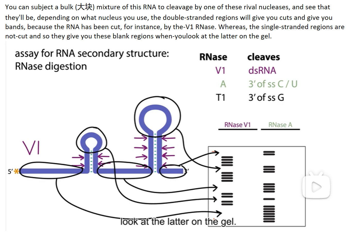 MIT 分子生物学 part3 5.6 Assays for RNA Structure,RNase Digestion - 哔哩哔哩