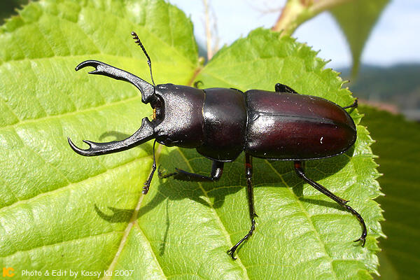 锹甲科-亚科\族\属整理3.0版（上篇） - 哔哩哔哩