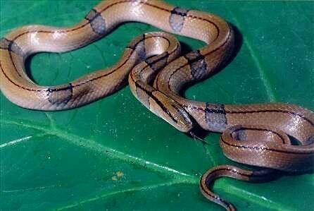 中国蛇类图鉴及名录2017(中) - 哔哩哔哩