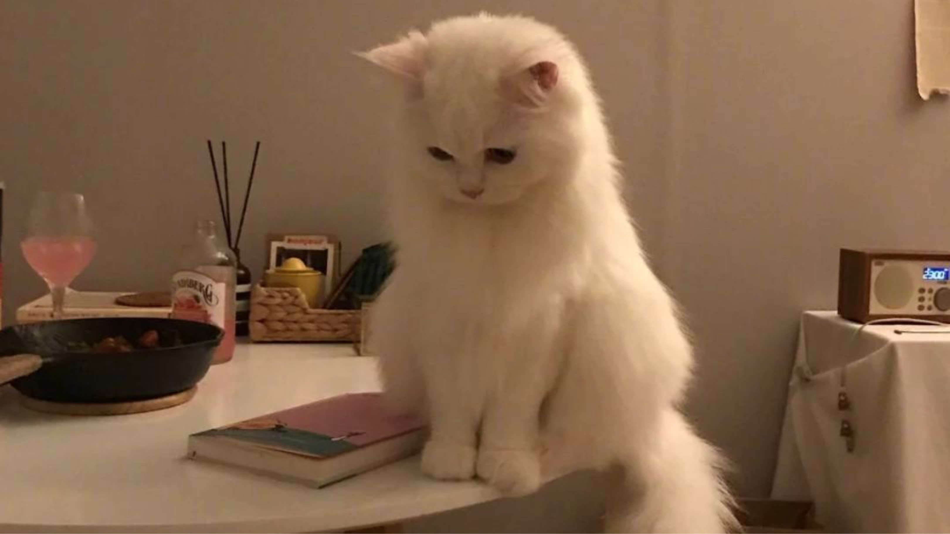 我和我的猫都很想你 哔哩哔哩