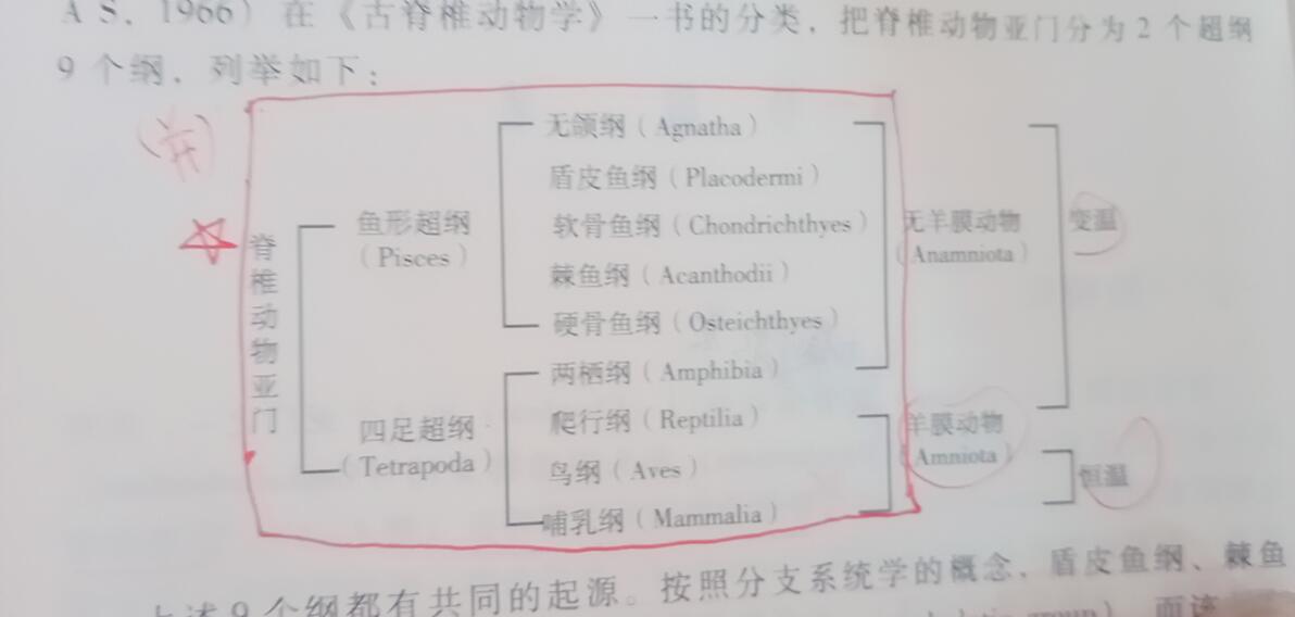 生物分类 1支序分类 哔哩哔哩