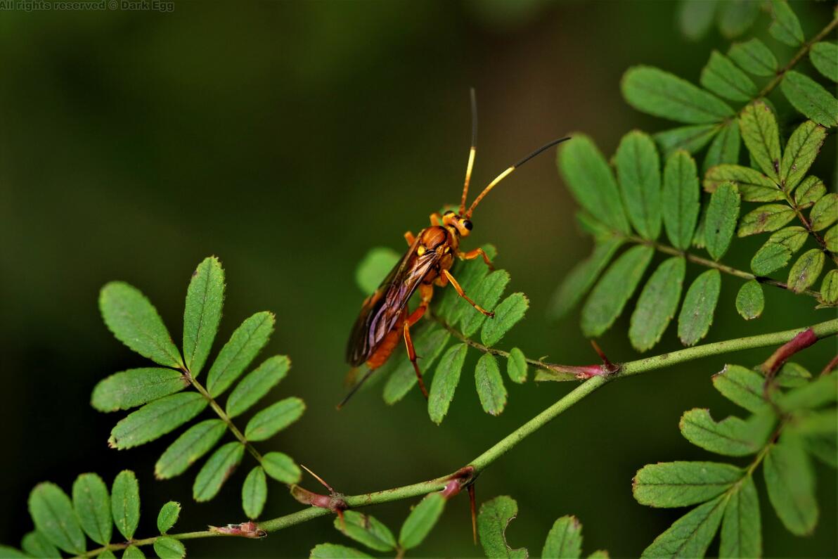 西南虫记·普格·螺髻山·20180923 (4) - 哔哩哔哩