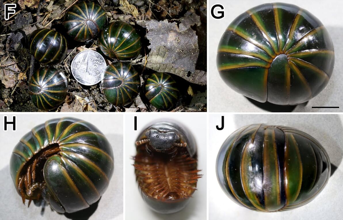 【Diplopoda】 千足百态: 现生马陆大观 译名分类图鉴（一） - 哔哩哔哩