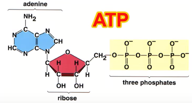 【高中生物】细胞能量供应和利用（二）ATP（ATP结构、ATP与ADP的相互转换）学渣笔记y - 哔哩哔哩