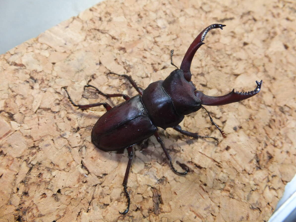 真假扁锹 - 哔哩哔哩