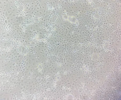 Caco-2细胞培养攻略 - 哔哩哔哩