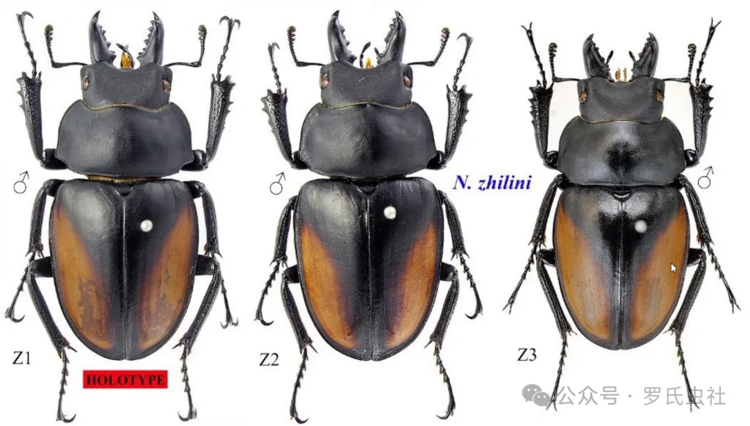 2025年第01期：2024年最后一天发的锹甲新种，有深山锹和大锹，还有圆翅锹！ - 哔哩哔哩