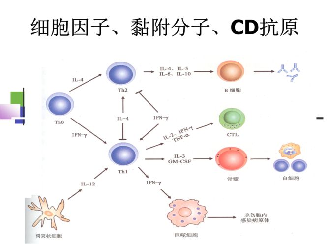 一篇不完全指南：细胞因子分类解析 - 哔哩哔哩