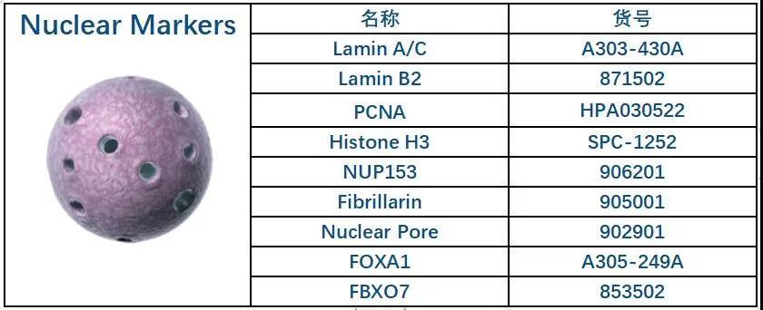 一文教你搞定细胞器marker选择（抗体集上篇） - 哔哩哔哩