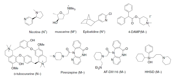 学习笔记：胆碱能系统（Cholinergic System） - 哔哩哔哩