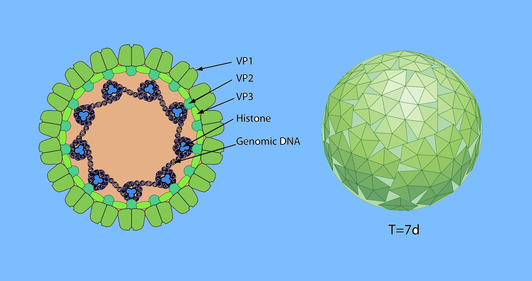 经典的多瘤病毒——SV40 - 哔哩哔哩