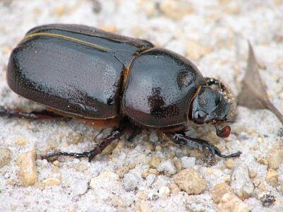 犀金龟科-族与属整理（中篇） - 哔哩哔哩