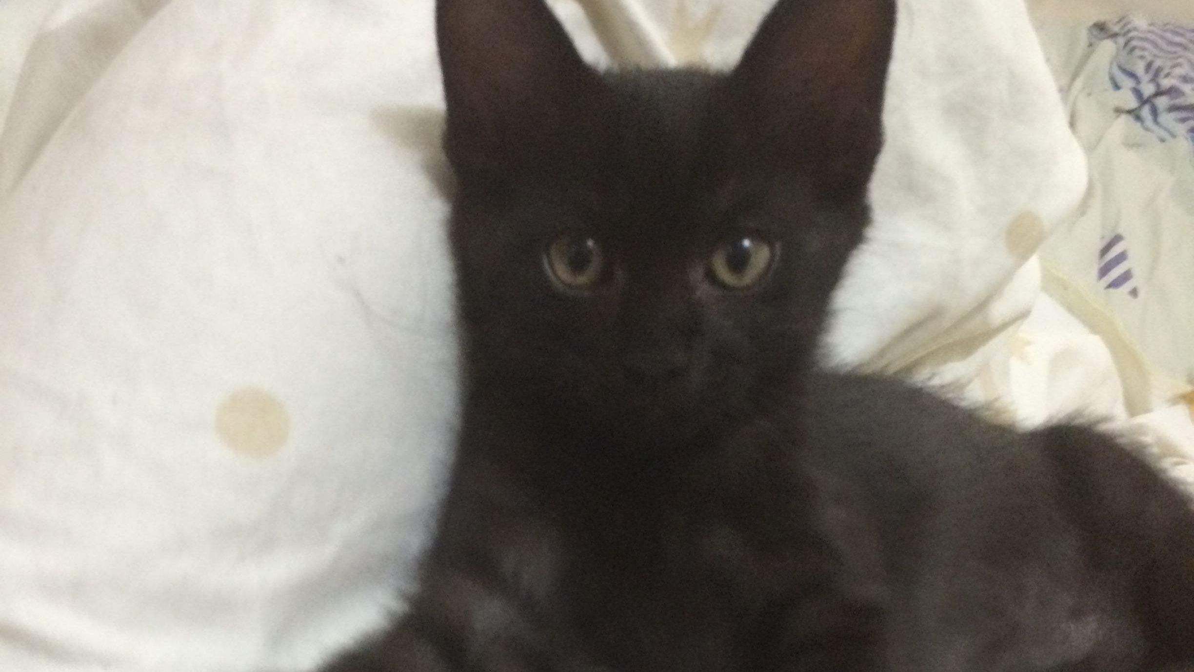 SCP-CN-496：相残黑猫 - 哔哩哔哩