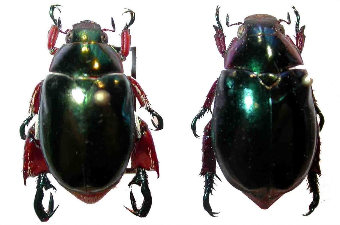 丽金龟-族与属整理（下篇） - 哔哩哔哩