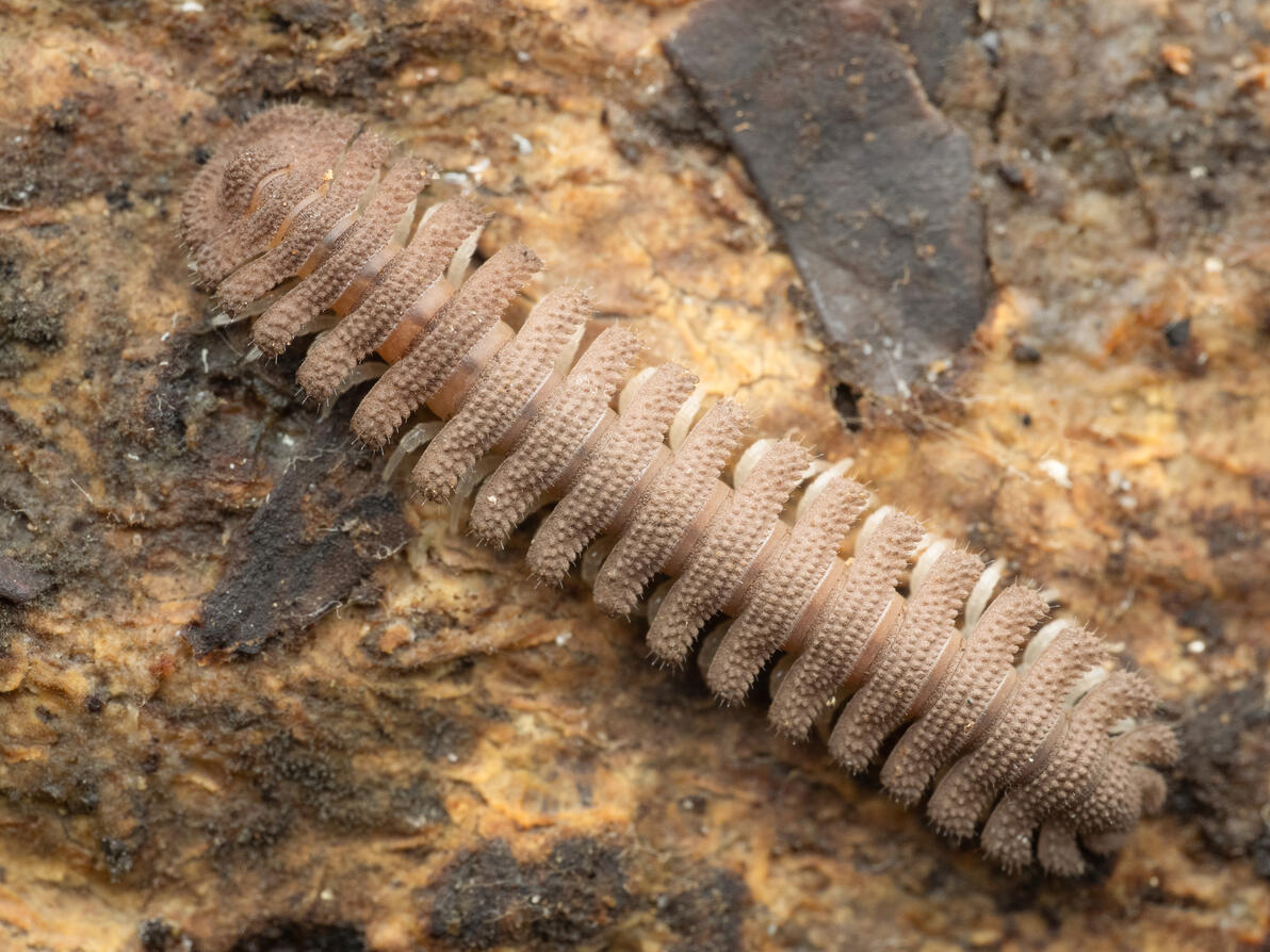 【Diplopoda】 千足百态: 现生马陆大观 译名分类图鉴（二） - 哔哩哔哩