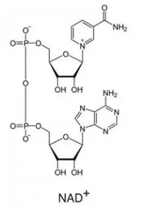 NAD+与NADH区别与联系 - 哔哩哔哩