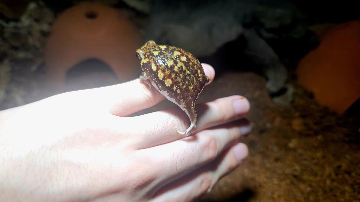 馒头蛙 - 哔哩哔哩