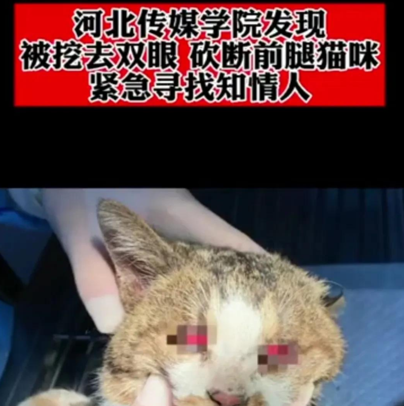 河北传媒学院学生虐猫挖眼砍腿精英集团回应该上哪反映反映去 哔哩哔哩