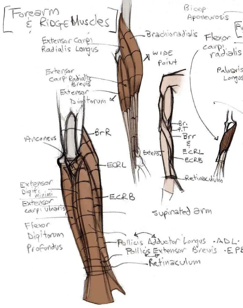 Ron Lemen 讲解人体前臂结构 - 哔哩哔哩