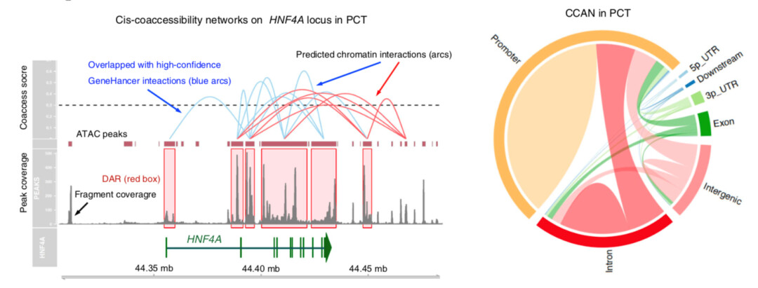 Nat. Commun. | snRNA-seq和snATAC-seq解析成人肾组织细胞构成异质性和损伤发病机制 - 哔哩哔哩