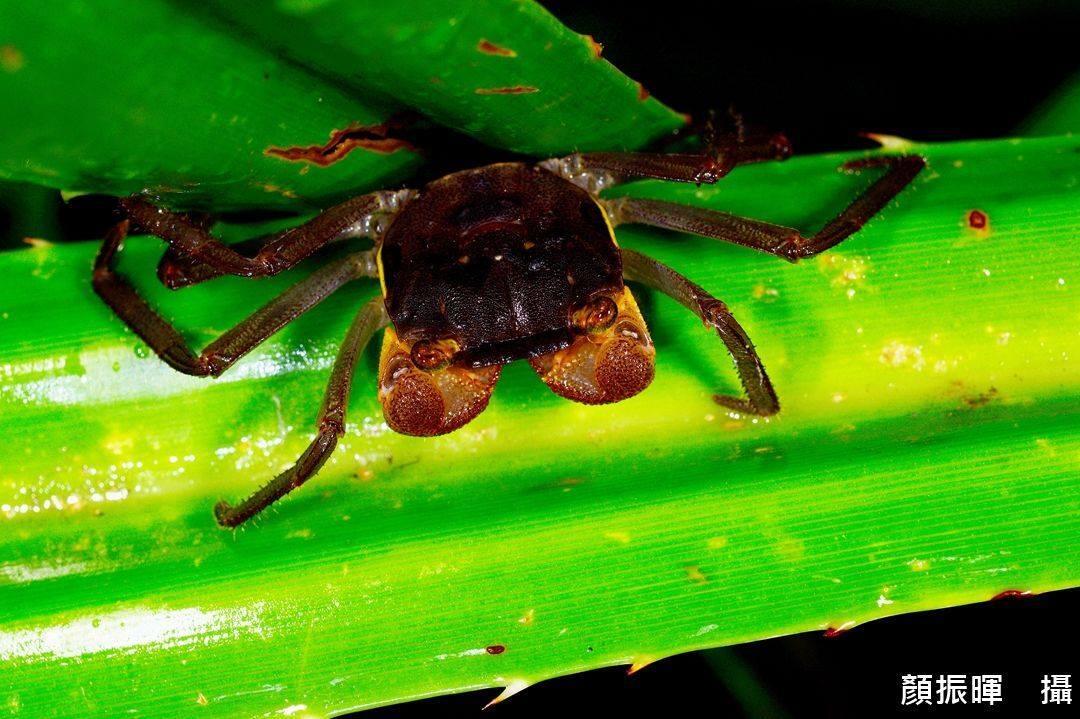 【新种发布】东亚地区相手蟹拆分和整理1（1） - 哔哩哔哩