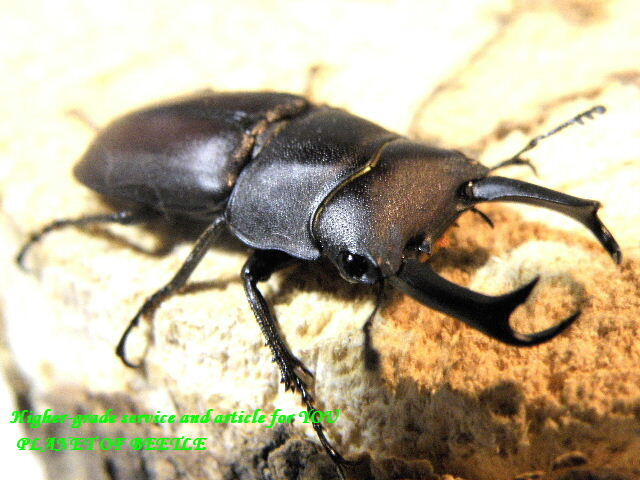 Dorcus属锹甲的分类与分歧 - 哔哩哔哩