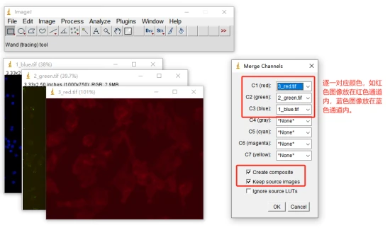 Image J一键merge合规靠谱的多色荧光图 - 哔哩哔哩