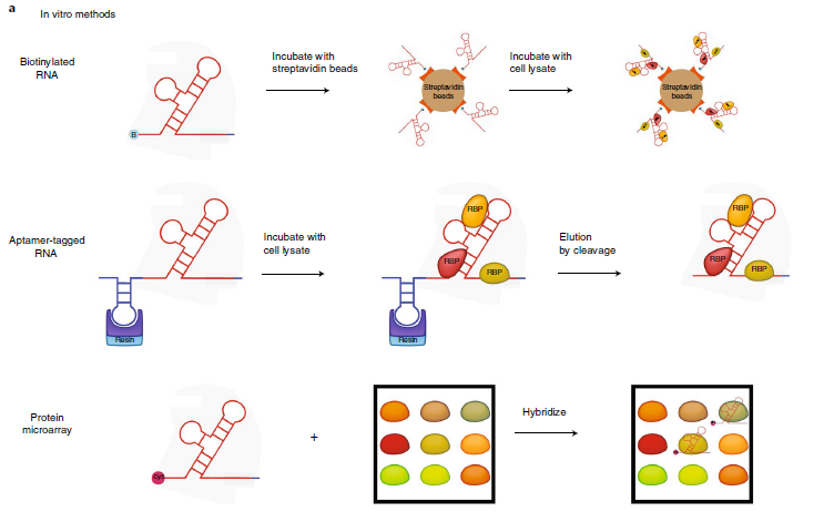 Nature Methods | 研究RNA与蛋白相互作用的方法 - 哔哩哔哩