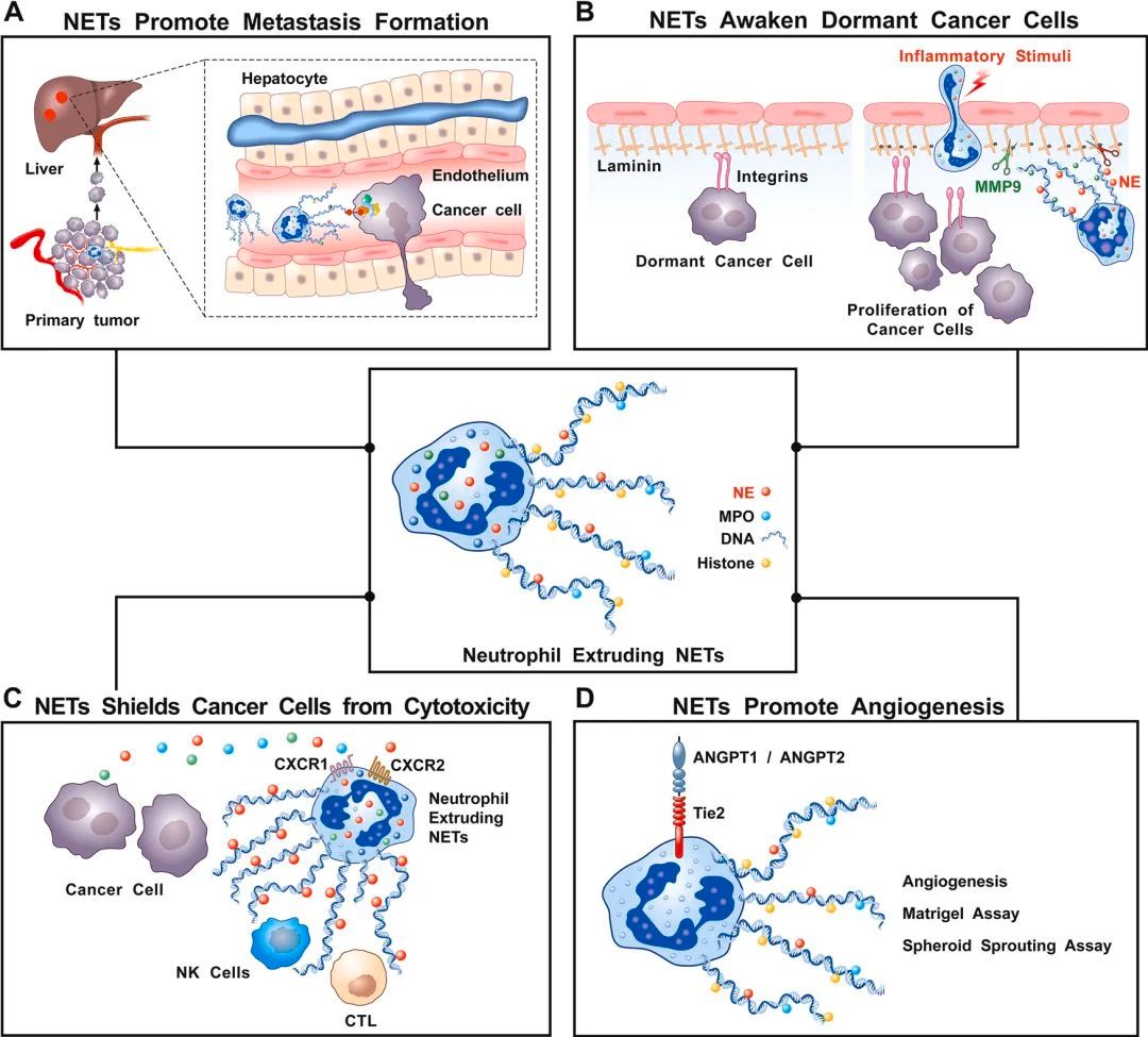 癌症中的中性粒细胞胞外诱捕网（NETs），3幅图入门！ - 哔哩哔哩