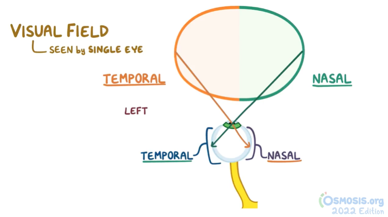 【Osmosis】视觉通路与视野（双语对照） - 哔哩哔哩