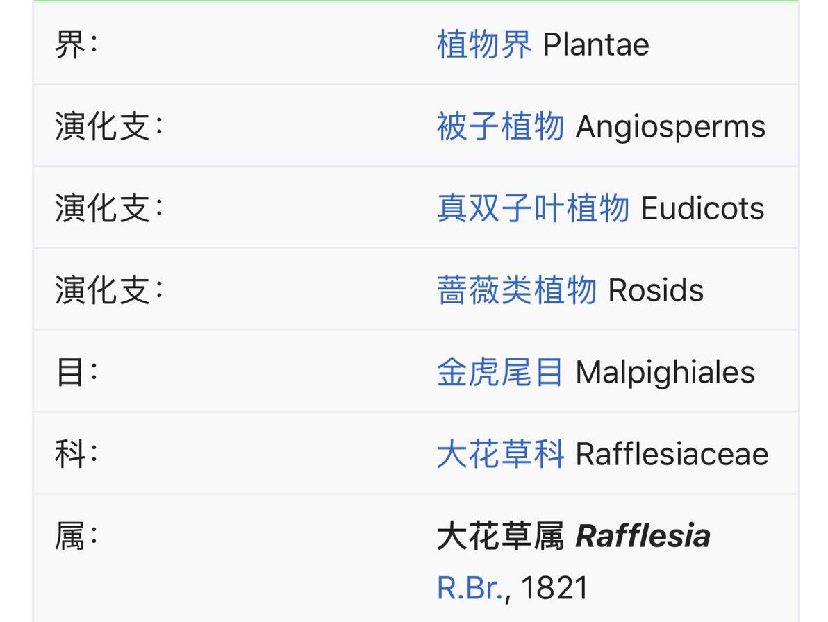 关于莱佛士花属的科普 - 哔哩哔哩