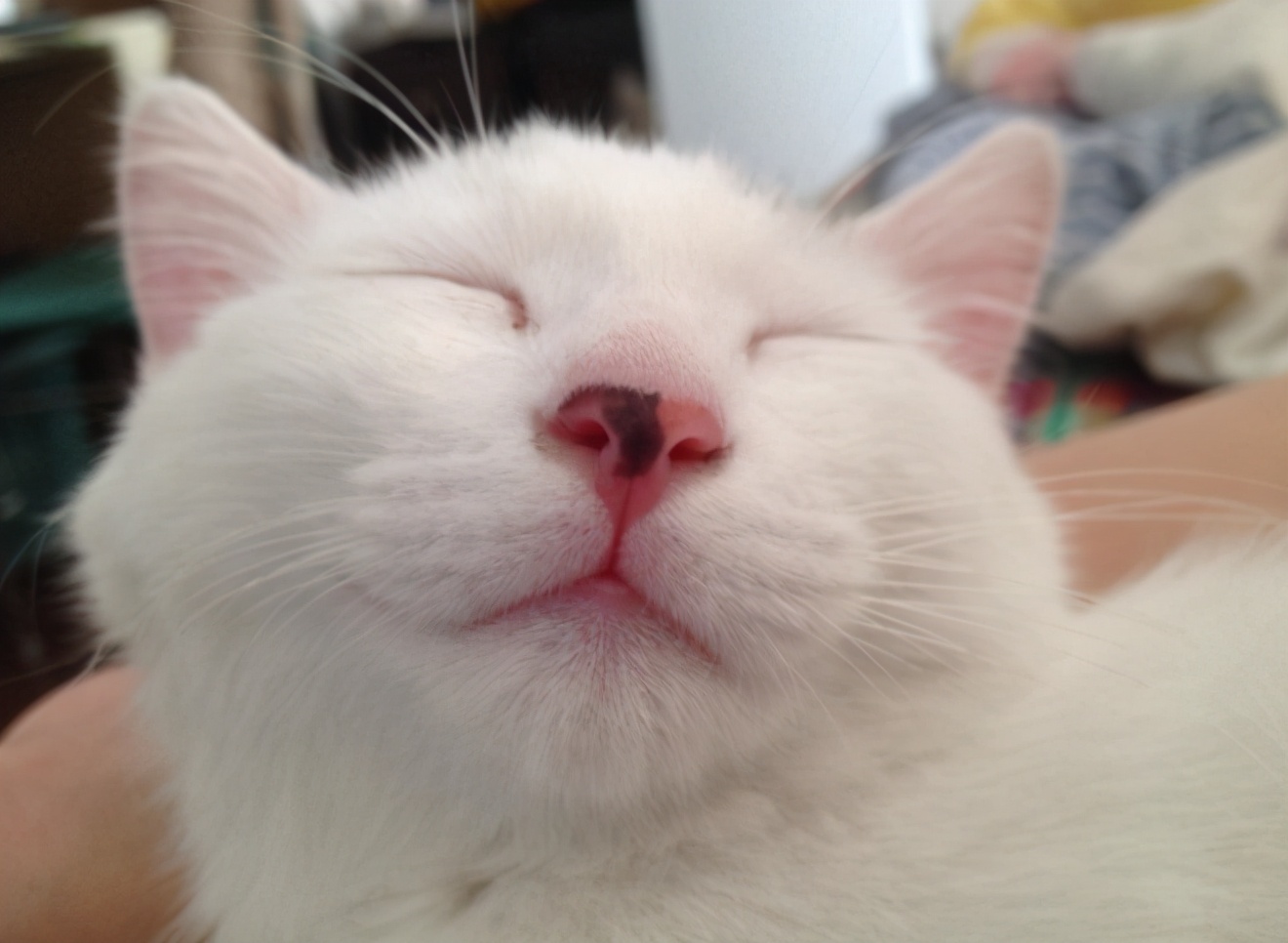 猫咪上火的 5大症状”,你真的知道吗? 哔哩哔哩