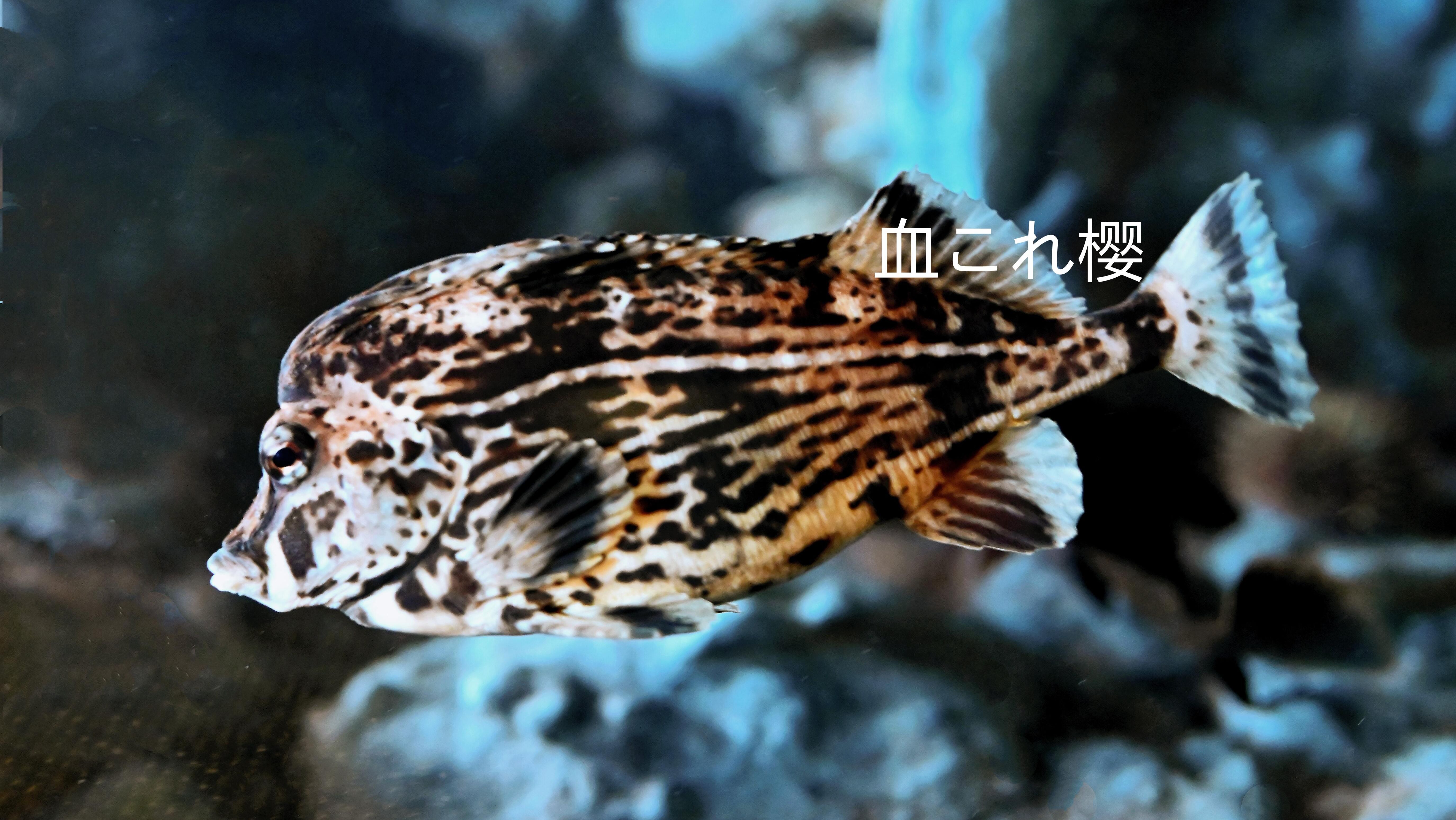 秘鲁前鳍鲉（Congiopodus peruvianus） - 哔哩哔哩