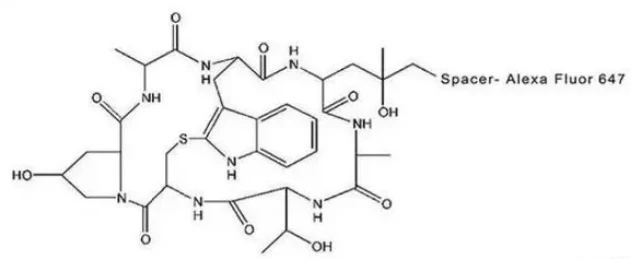 Alexa Fluor 647鬼笔环肽，AF647-Phalloidin，荧光颜色：红色至近红外光 - 哔哩哔哩