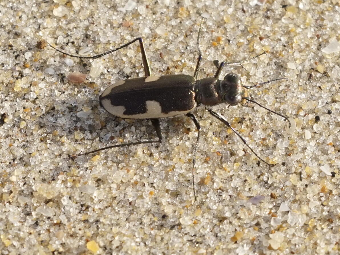 虎甲-族与属整理(上篇) - 哔哩哔哩