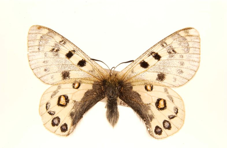 三十五种国内绢蝶属图录 - 哔哩哔哩